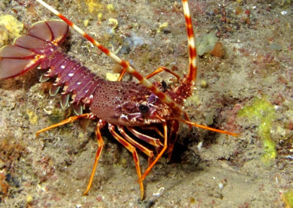 Pygmy Locust Lobster (Scyllarus pygmaeus) - Atlantis Gozo Diving Malta