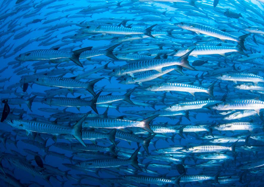 Broadnosed Pipefish | Marine Life Malta Gozo and Comino