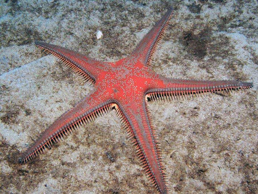 Red Comb Starfish | Marine Life Guide Malta Gozo and Comino