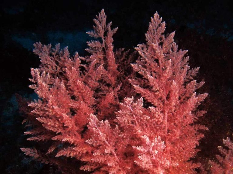 Marine Life Guide Gozo, Comino & Malta