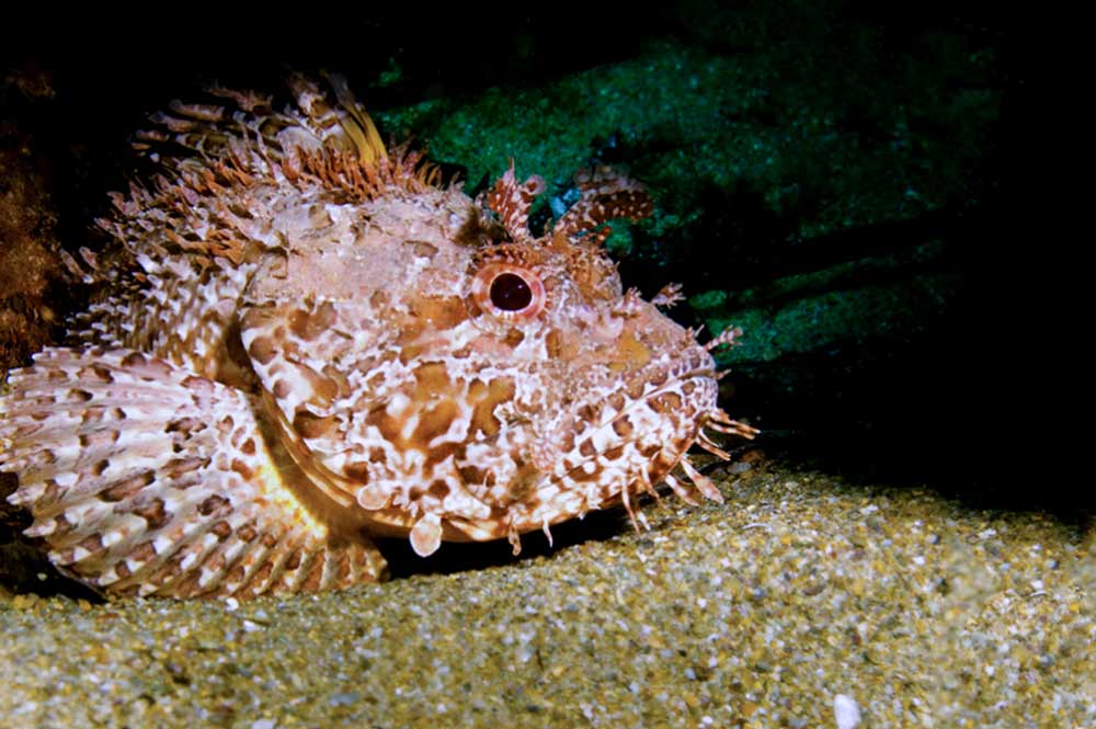 Scorpionfish (Scorpaena scrofa) - Atlantis Gozo Diving Malta